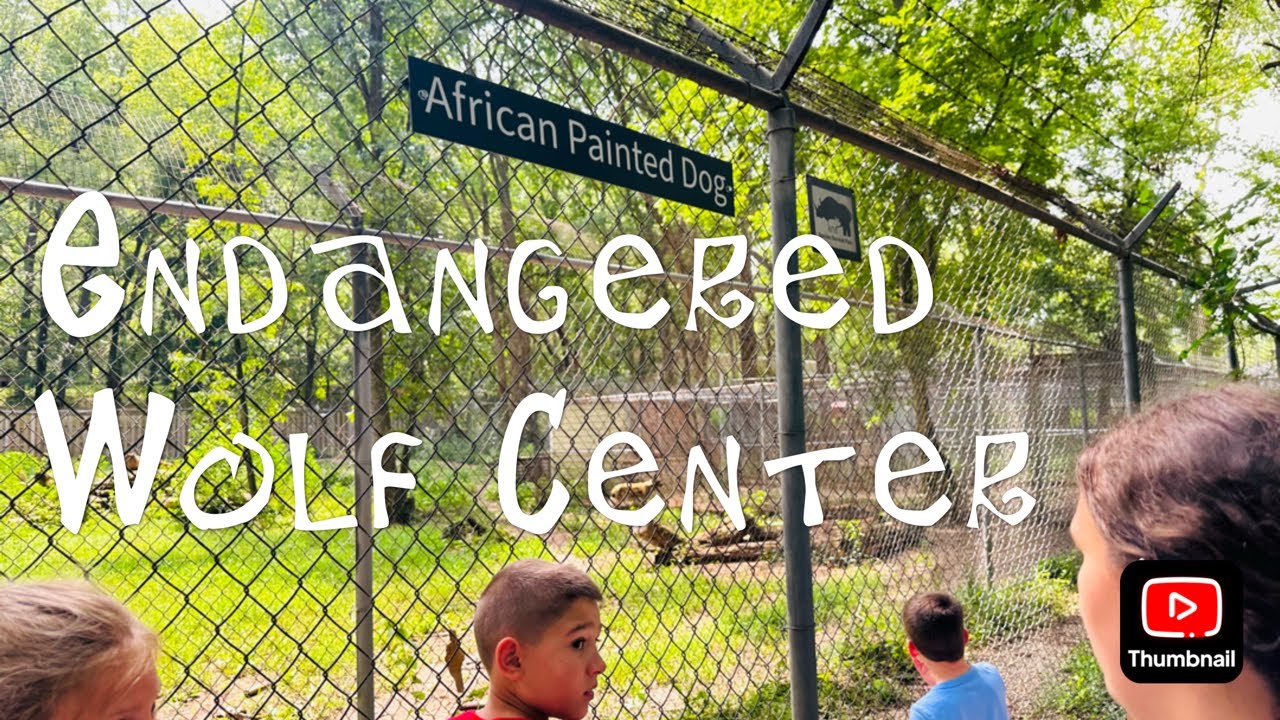 Endangered Wolf Center (EWC) & Lone Elk Park tour - YouTube