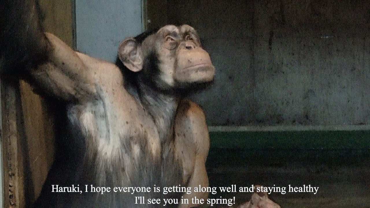 The cold outside Pisuke team and the indoor Kyaro team Chimpanzee ...