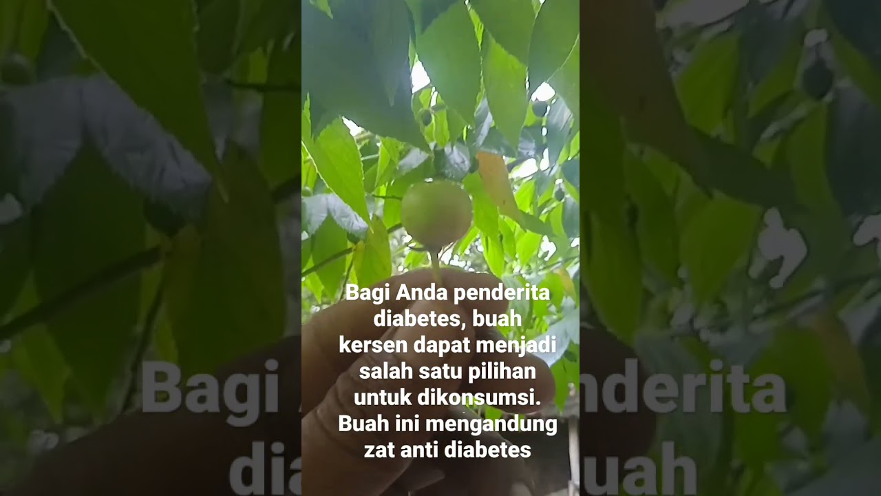 Kersen atau sering juga disebut dengan nama ceri jawa dan jamaican ...