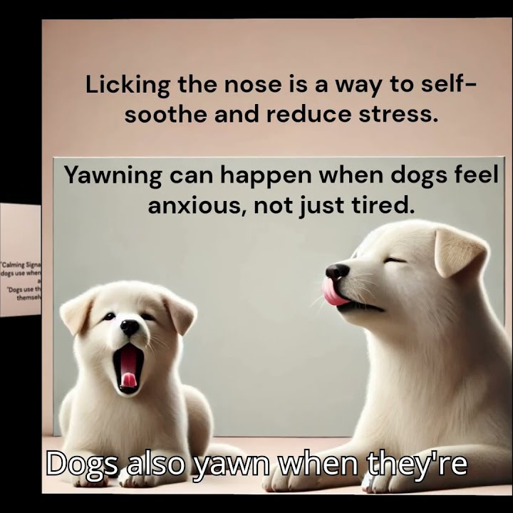 Decode Your Dog's Behavior Calming Signals Every Dog Owner Should Know ...