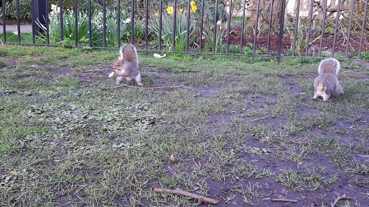 SQUIRREL HEAVEN - squirrels playing in Regent's park - YouTube