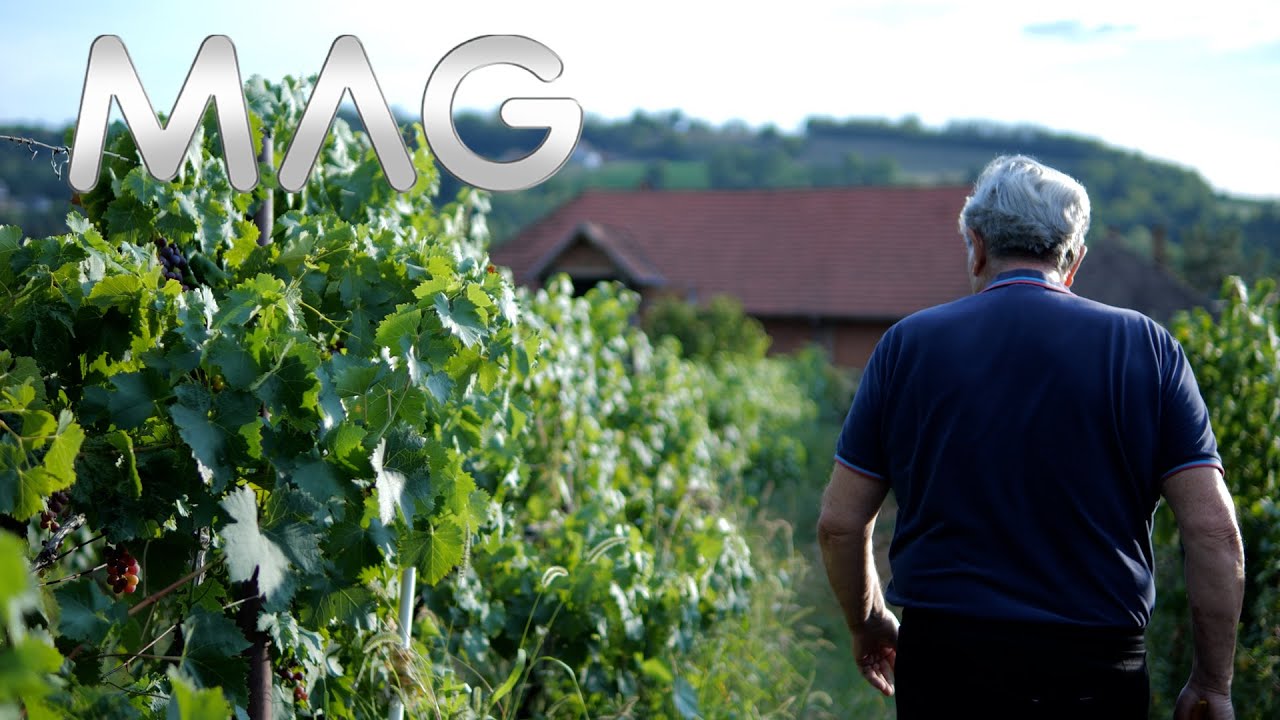 Berba grožđa početkom septembra - YouTube