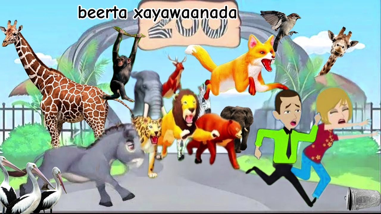 Sheeko gaaban:beerta xayawaanada iyo inankii yaraa - YouTube