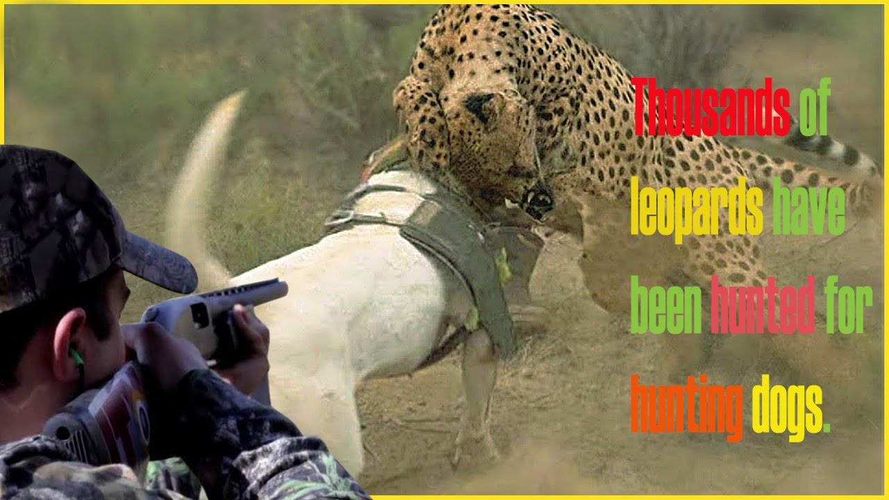 Thousands of leopards have been hunted for hunting dogs. - YouTube