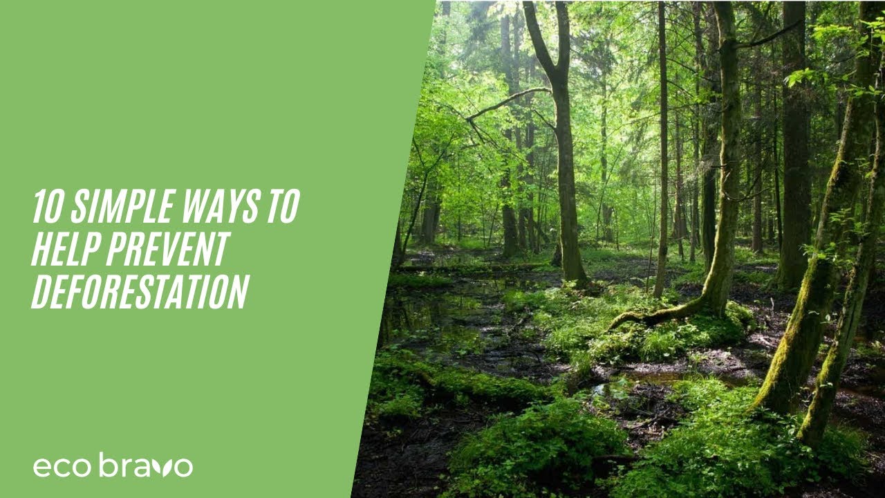 10 SIMPLE Ways To HELP PREVENT Deforestation - YouTube