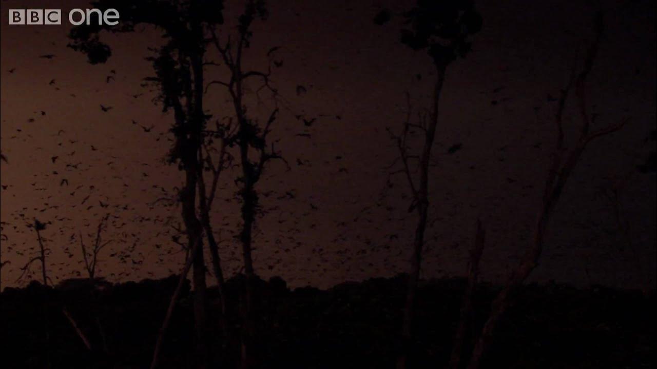 Life - The world's largest gathering of fruit bats - BBC One - YouTube