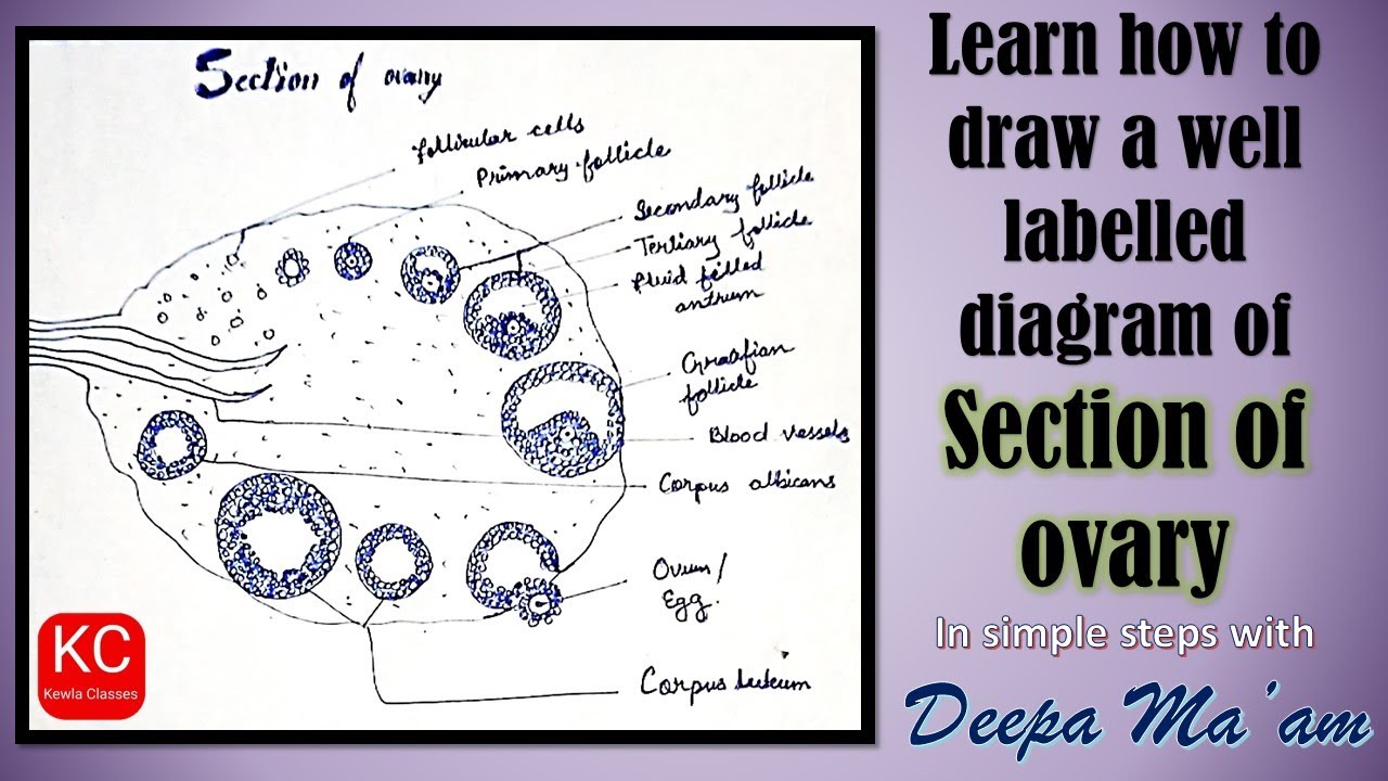 How to draw well labelled diagram of transverse section of ovary of ...