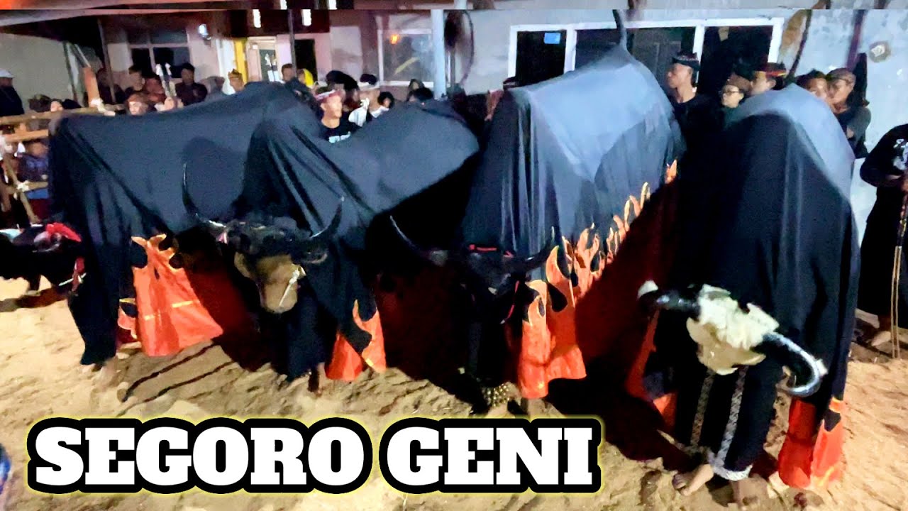 KREASI LUAR BIASA BANTENG SEGORO GENI LIVE putuk kemantren - jabung ...