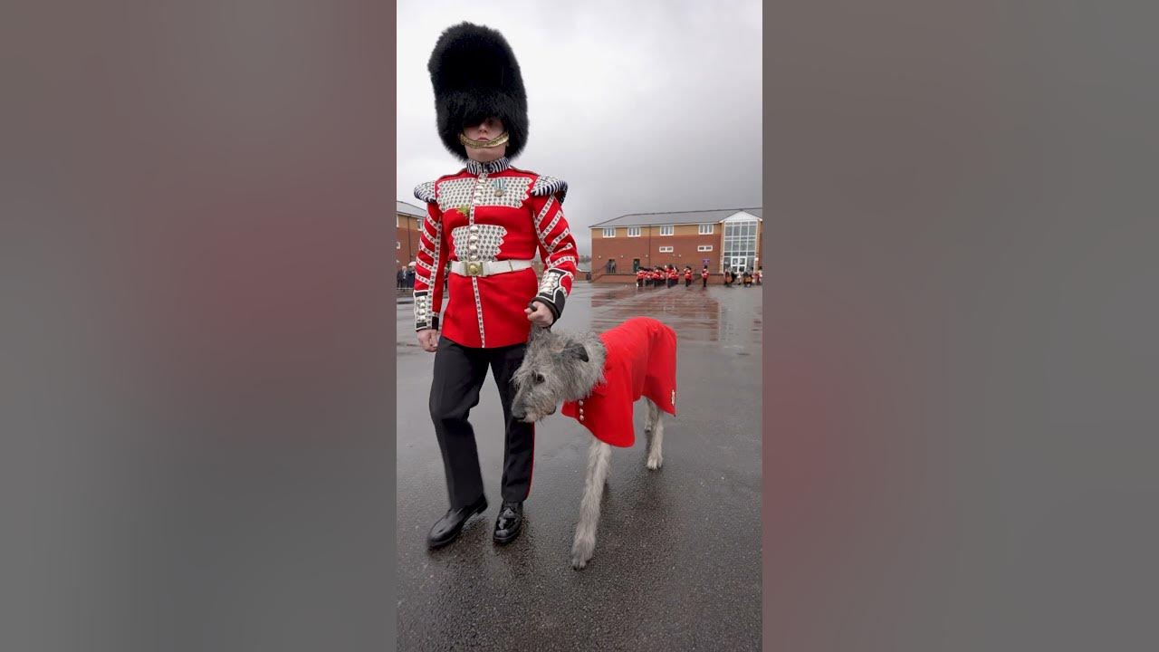 Celebrating St Patrick's Day with Séamus the Irish Wolfhound - YouTube