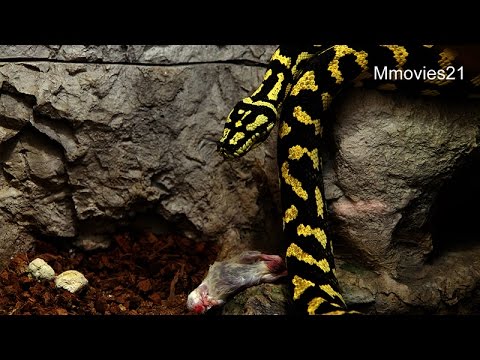 マウスを丸呑み ジャングルカーペットパイソン~Jungle Carpet Python swallowed a mouse - YouTube