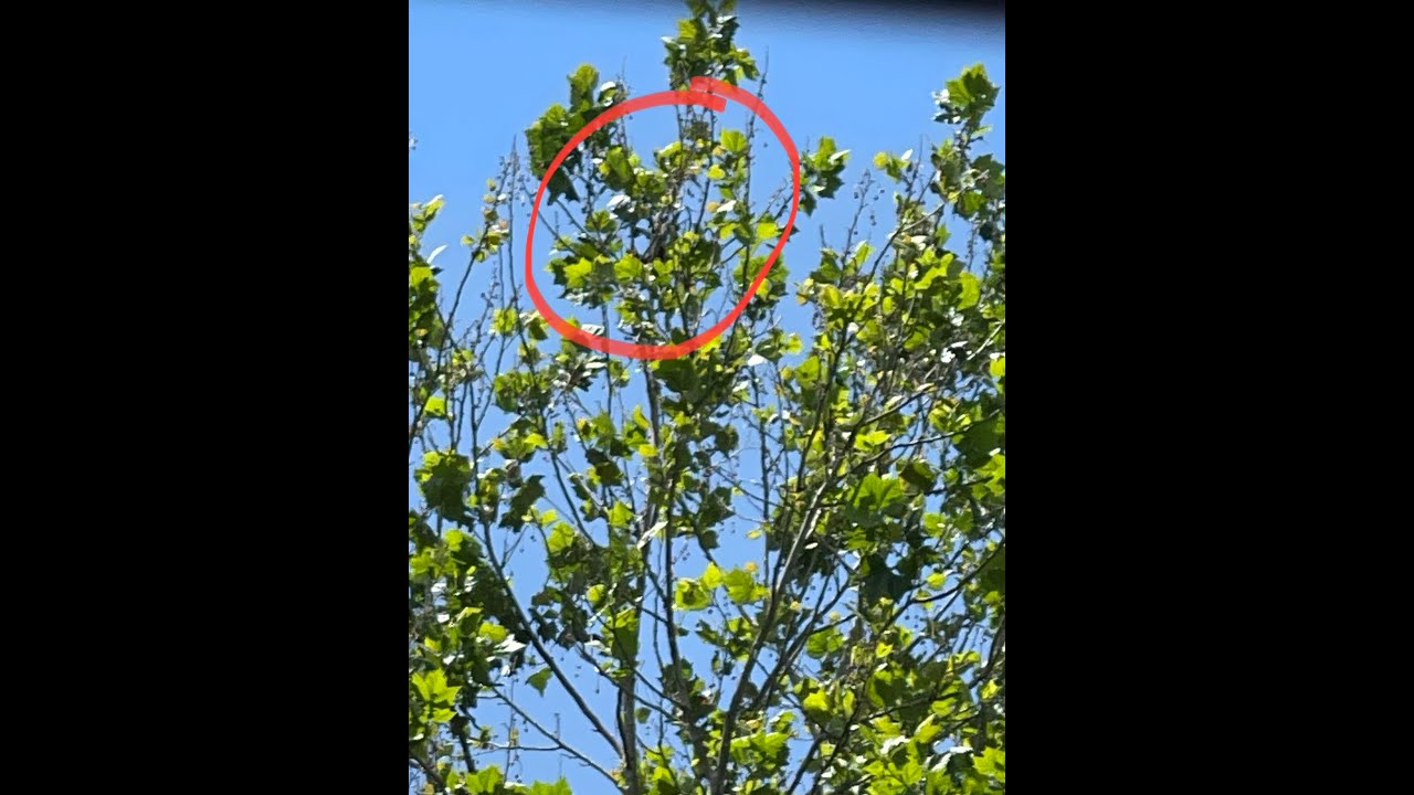 Drone stuck 65ft in tree#drone #stuck #funny - YouTube