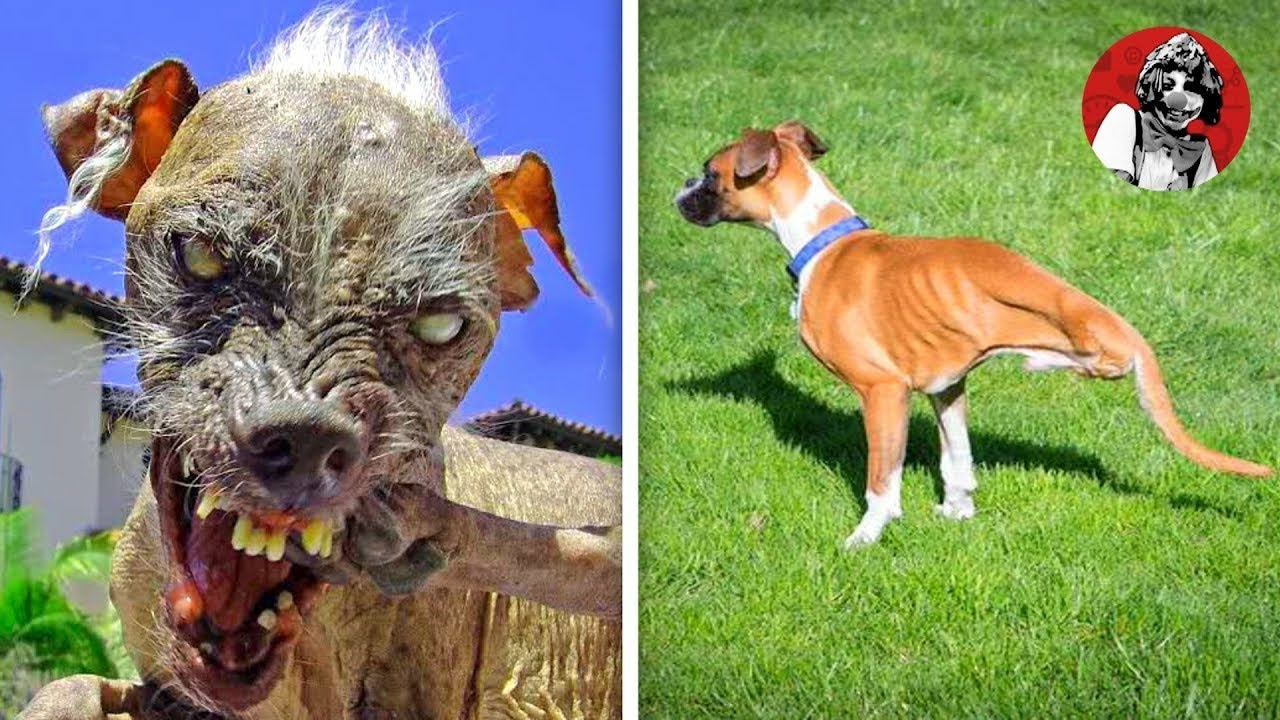 LOS PERROS MAS EXTRAÑOS DEL MUNDO💯💯 - YouTube