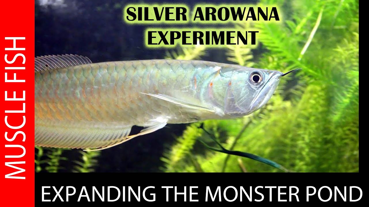 AROWANAS INTO THE MONSTER POND! - YouTube