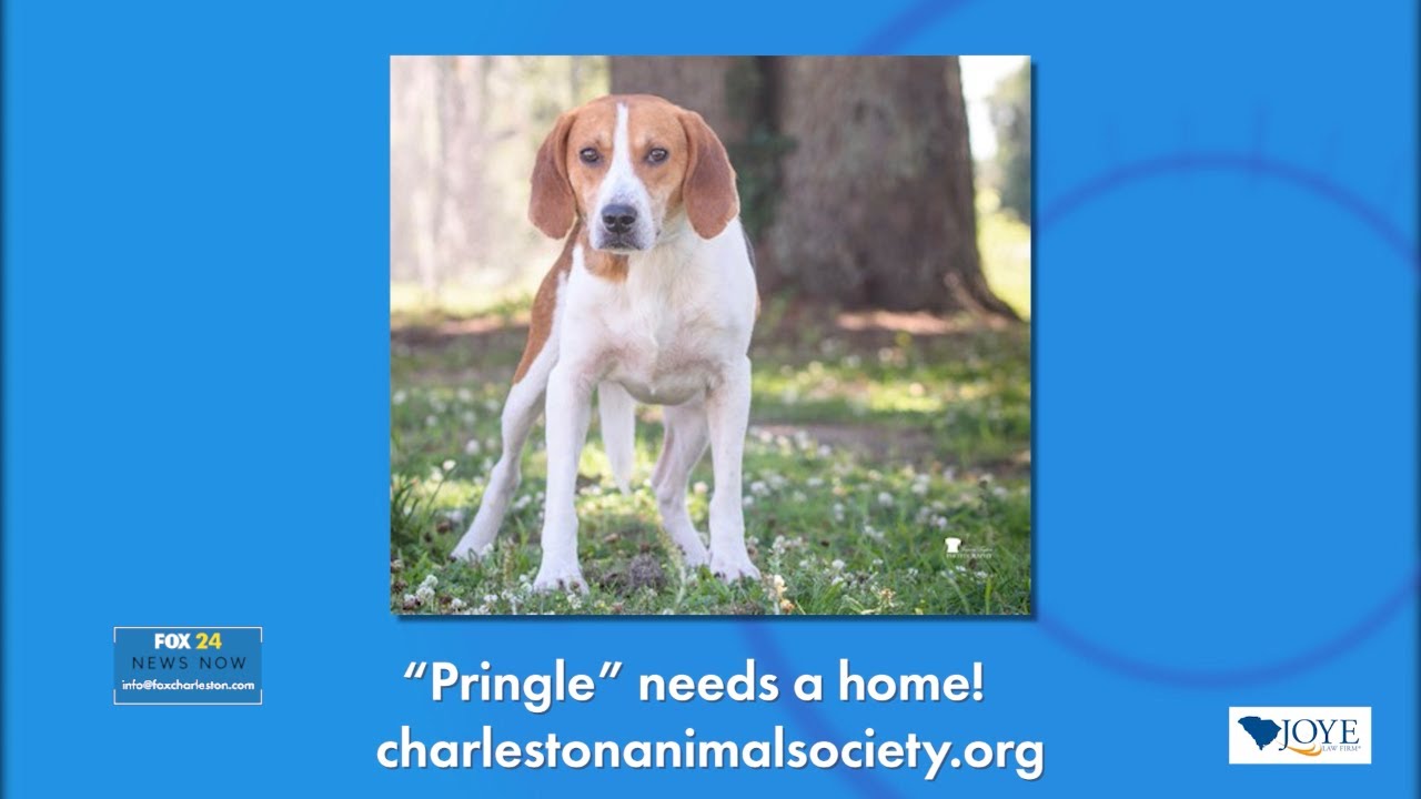 "Pringle" the Pup Needs A Home - with Charleston Animal Society on This ...