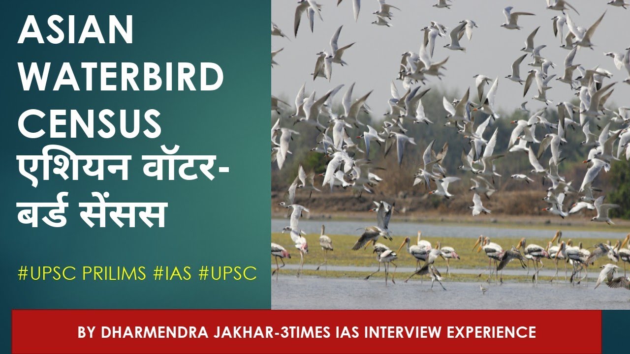 ASIAN WATERBIRD CENSUS (एशियन वॉटर-बर्ड सेंसस) - YouTube