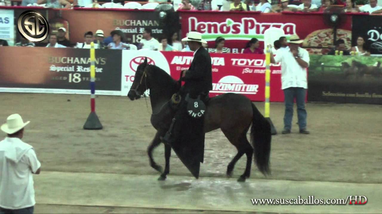 campeonato yeguas finas nacional 2012 - YouTube