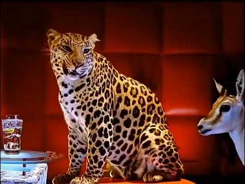 Schweppes Reklamı 2004 - Leopar Mekanda