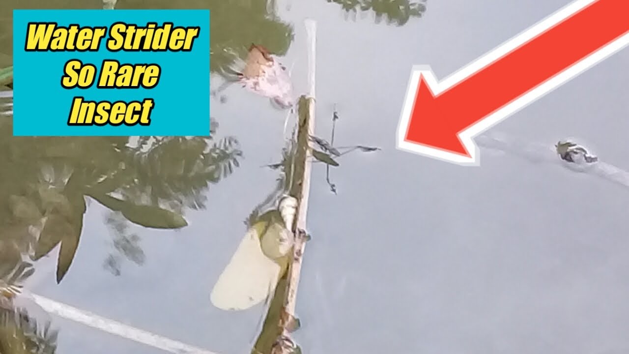 Water Strider : A Unique Water Bug that Skates on water Surface and ...