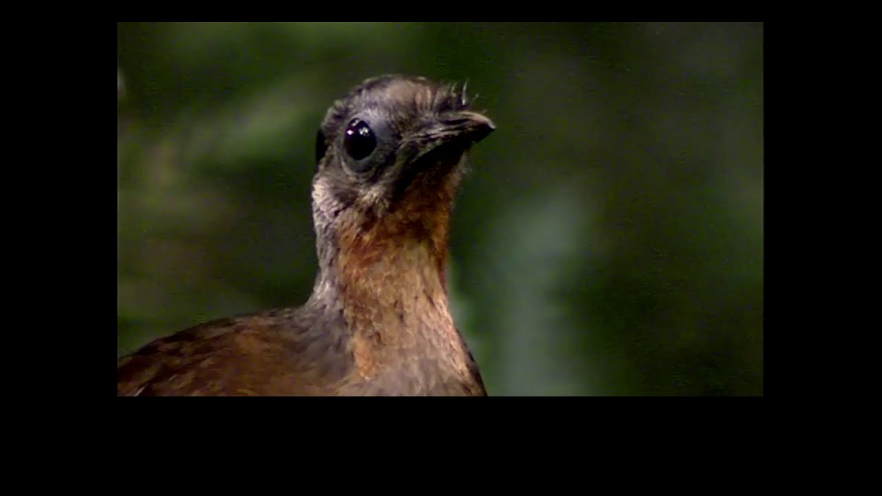 Splice Explores Bird Maestros - YouTube