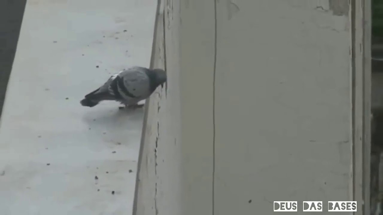 POMBO SE SUICIDANDO - MEME BASE +DOWNLOAS - YouTube