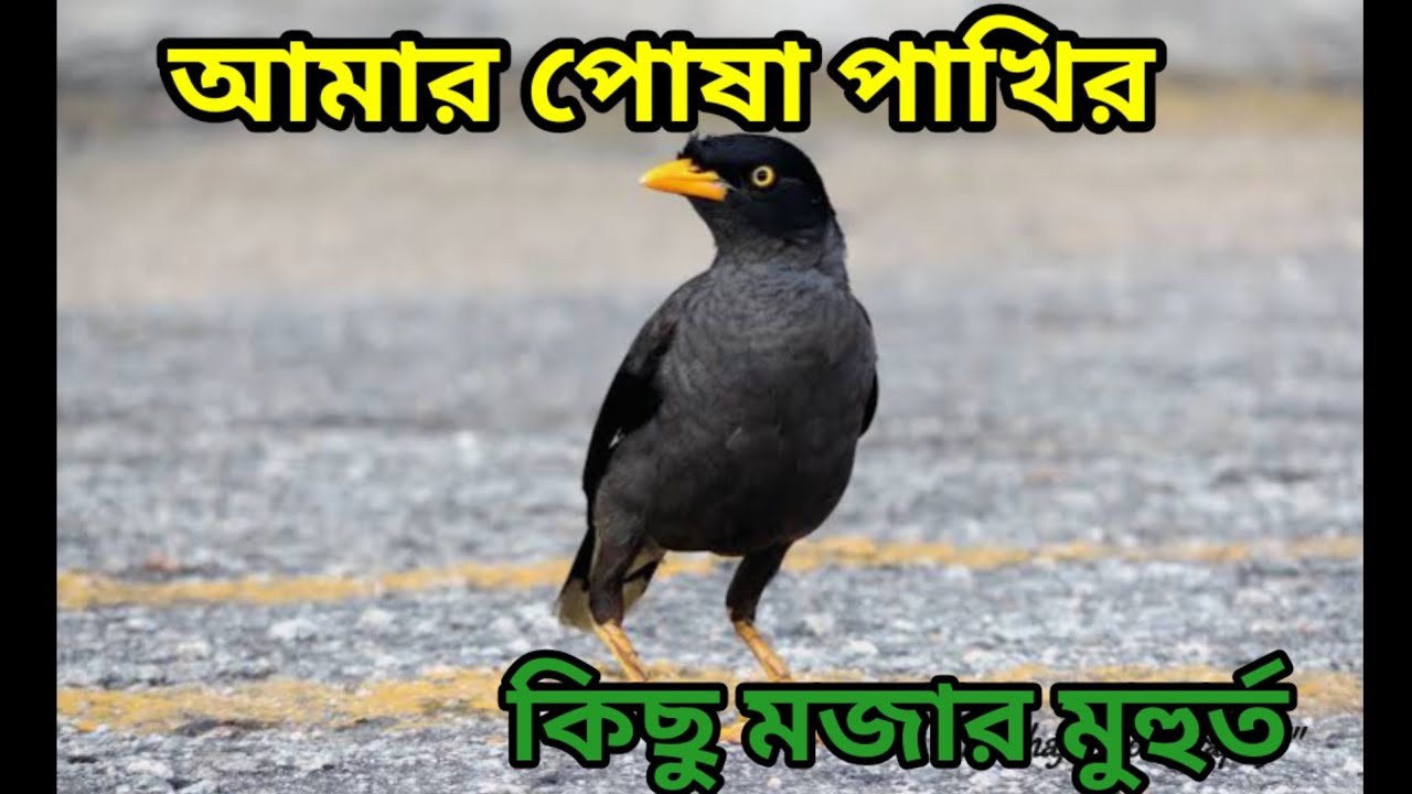 TALKINg_SHALIk_Bird || Kotha_Bola_Shalik_Pakhi || কথা বলা শা‌লিক প‌া‌খি ...