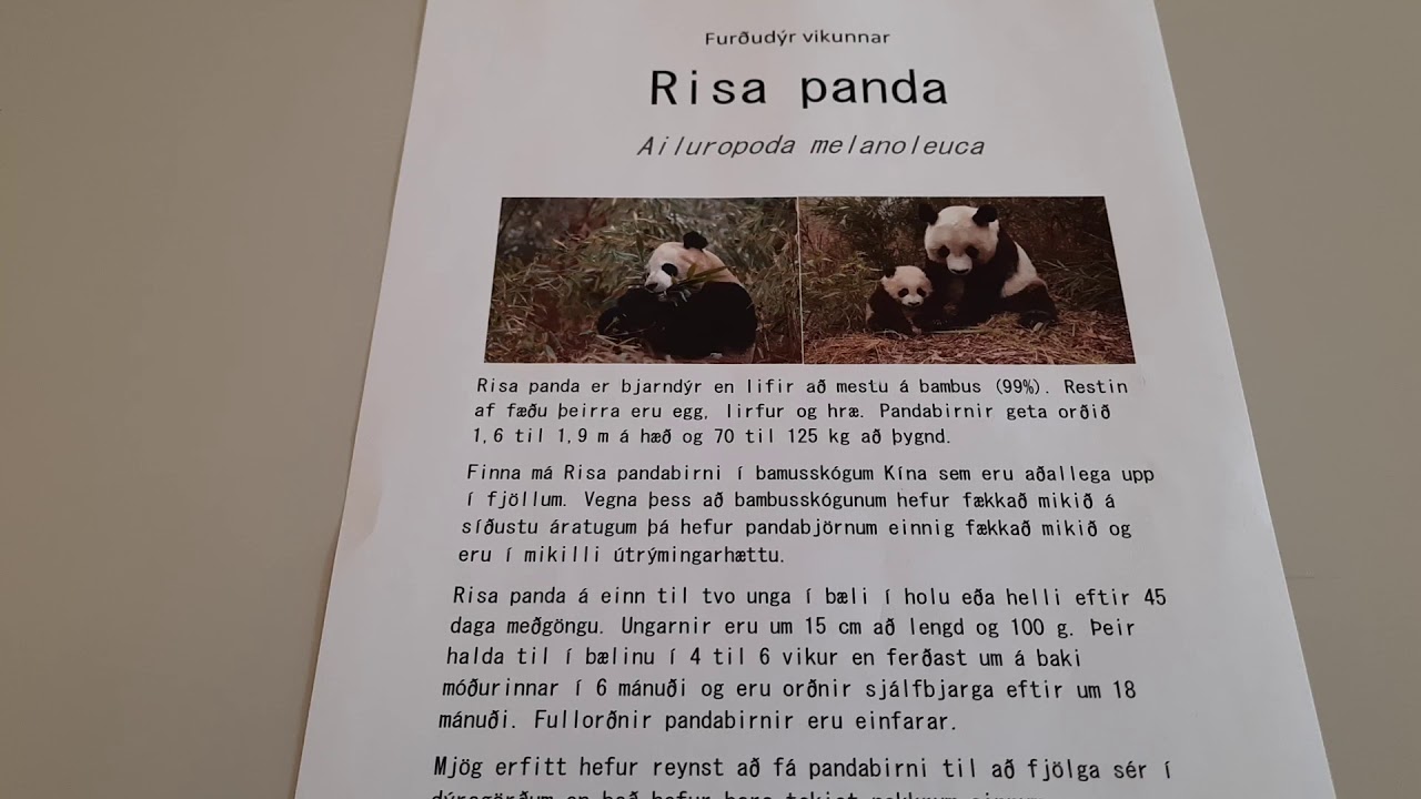 Furðudýr vikunnar - Risa Panda - YouTube