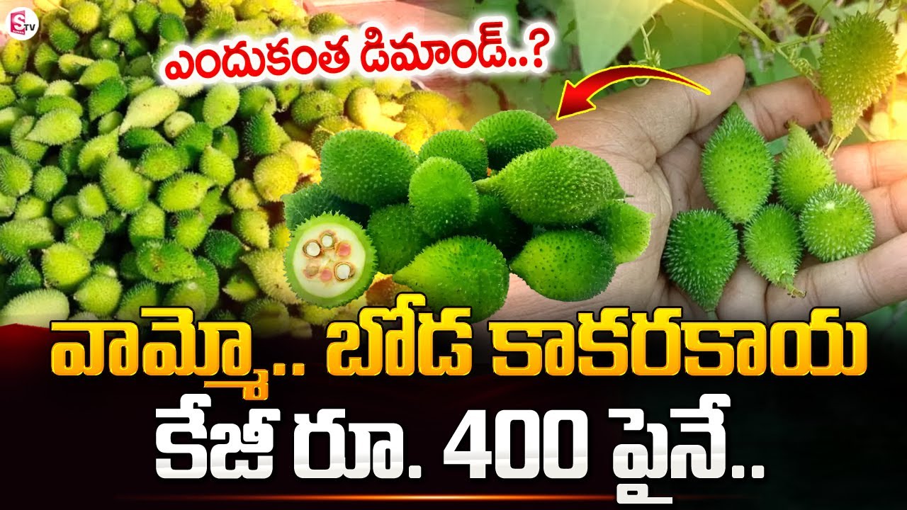 బోడ కాకరకాయ వామ్మో..కిలో 400రూల.. | Huge Demand To Spiny Gourd | Rs 400 ...