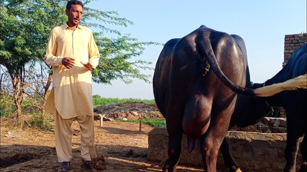 Top Class Neeli Ravi Buffalo For Sale In Pakistan On Youtube 31/8/2024 ...