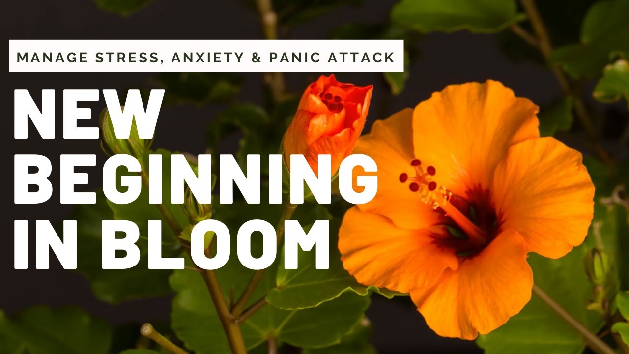 Beautiful Flowers Blooming Video to Manage Stress, Anxiety, Panic ...