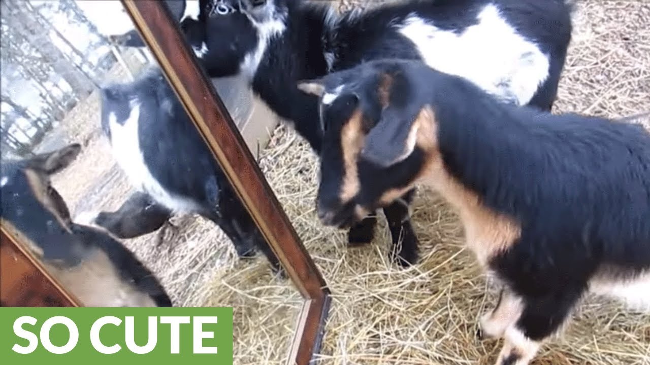 Goats have priceless reaction after standing in front of mirror - YouTube