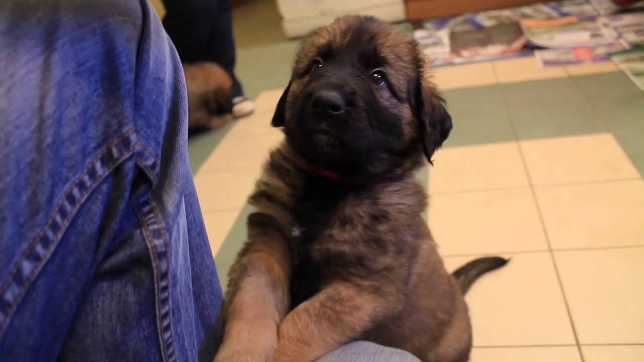 More Cute Leonberger Puppies - YouTube