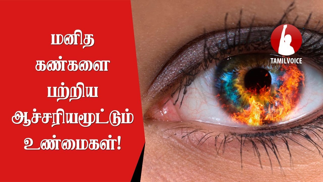 Human Eye Facts Tamil Human Eye Facts Tamil