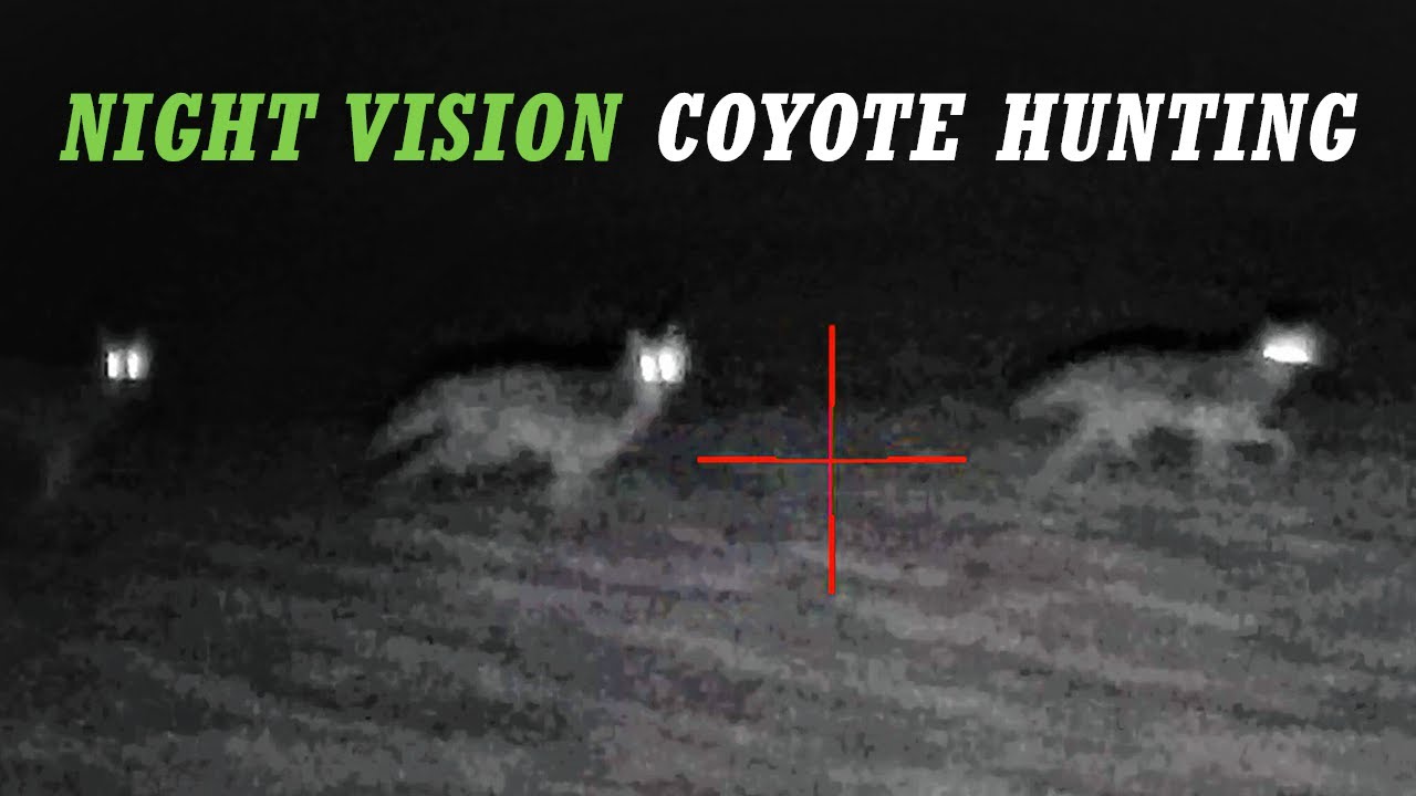 Night Vision For Predator Hunting at Neomi Ingram blog