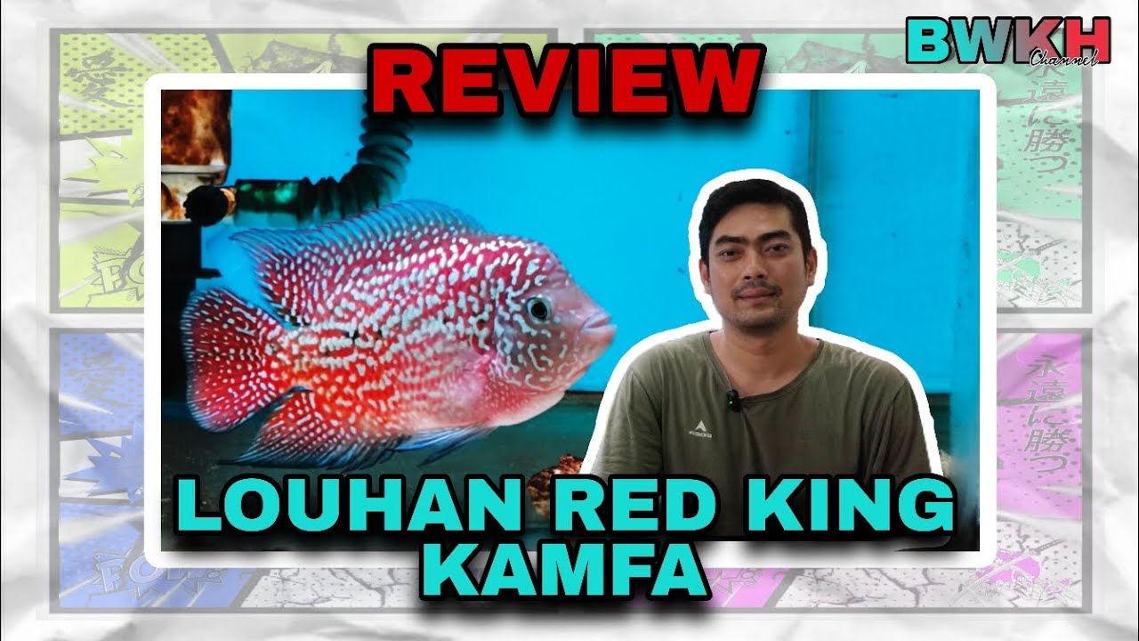 Koleksi louhan terbaru bwk hobbi | louhan red king kamfa 6-7cm - YouTube