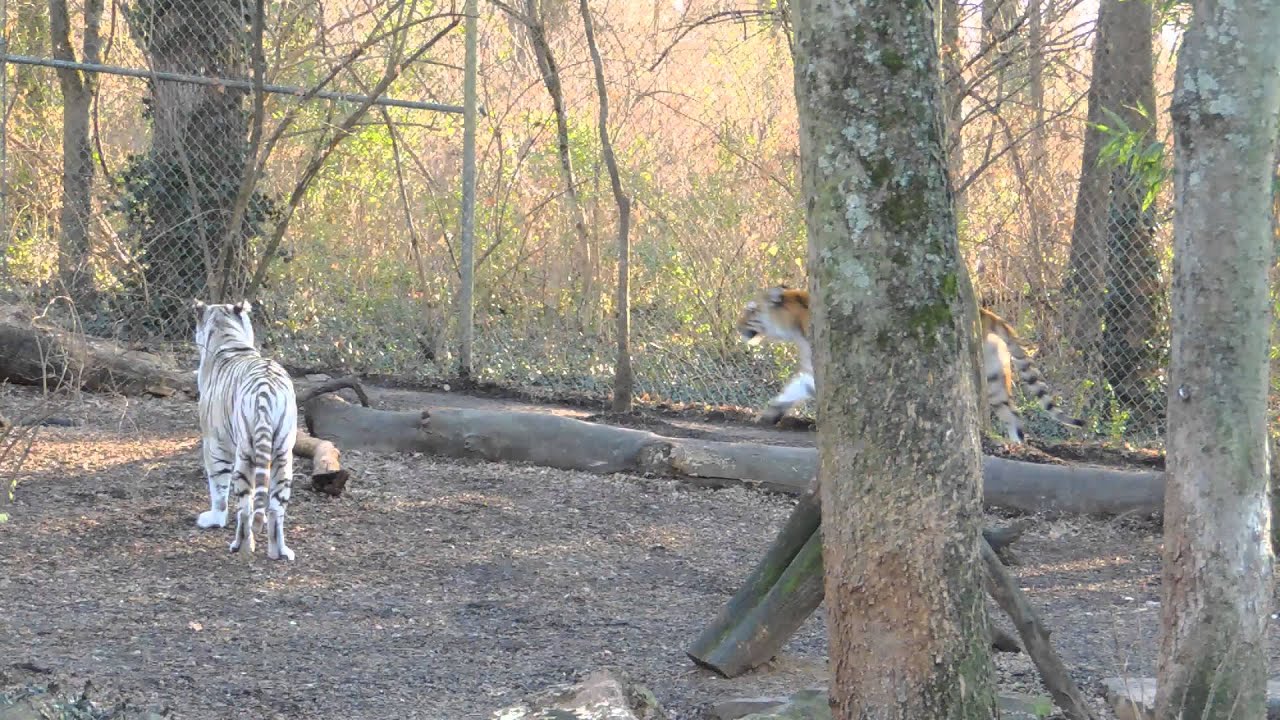 Nashville Zoo John C Akers Jr Bengal Tigers at Nashville Zoo - YouTube