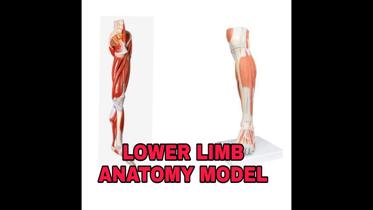 Lower Limb Model Spotting | Lower Limb Model | Lower Limb Muscles ...