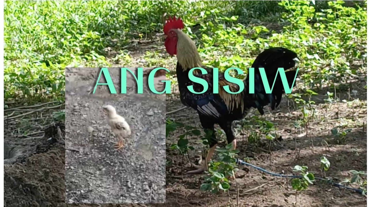 ANG SISIW - YouTube