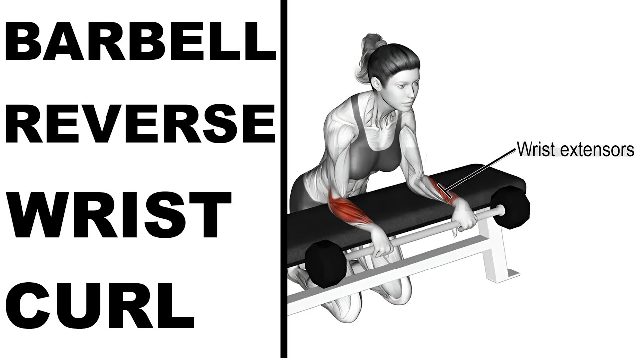 Seated Barbell Reverse Wrist Curl - YouTube