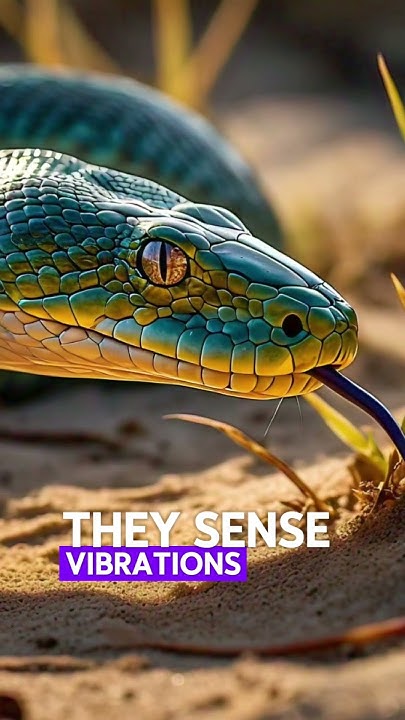 🐍 Snakes Can "Hear" Without Ears?! Discover Their Jaw-Sensing Secret! 🔊 ...