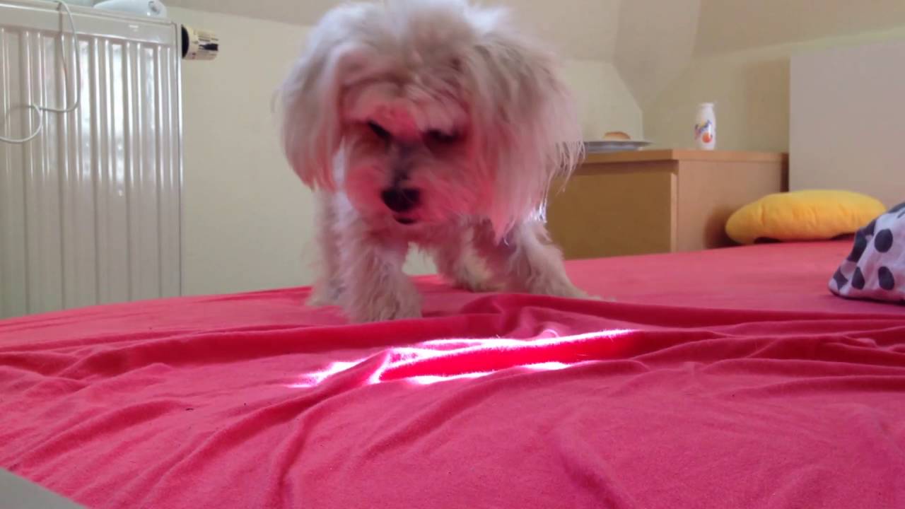 Dummer Hund fängt das Licht - YouTube