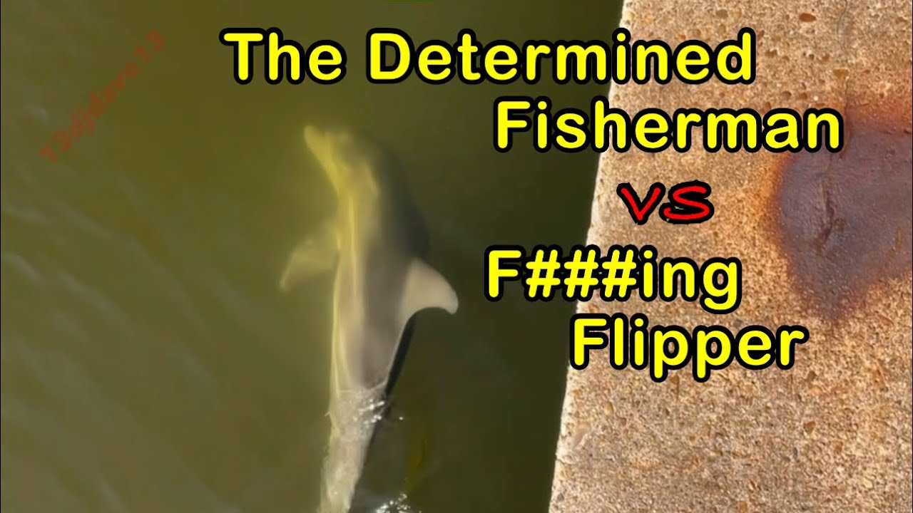 (Dolphin) Flipper vs The Determined Fisherman - YouTube
