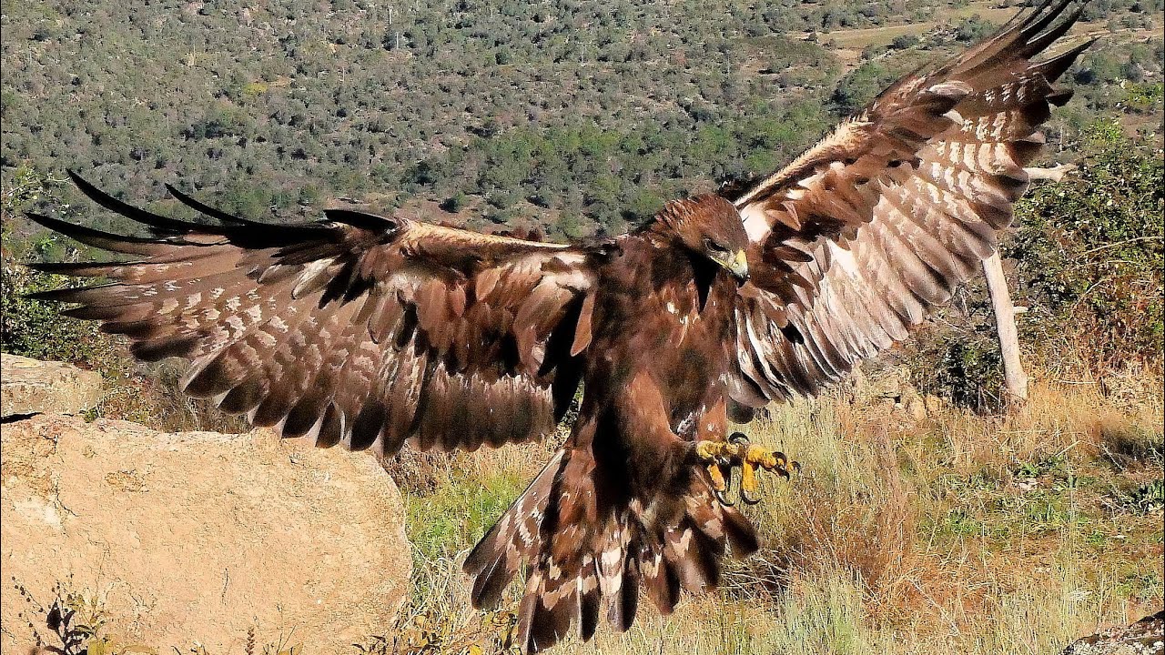 FAUNA SALVAJE EN ACCIÓN, UNA VENTANA ABIERTA A LA VIDA SALVAJE - YouTube