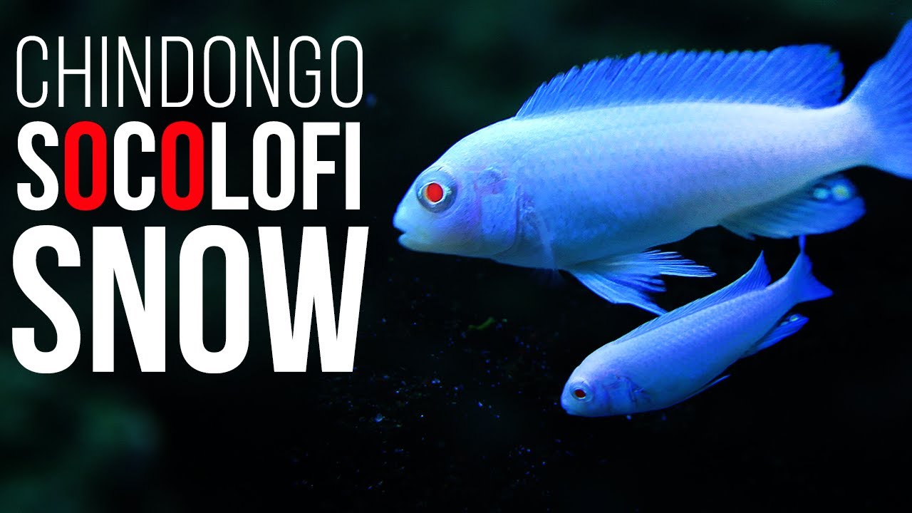 Chindongo socolofi SNOW / ALBINO | Species spotlight - YouTube