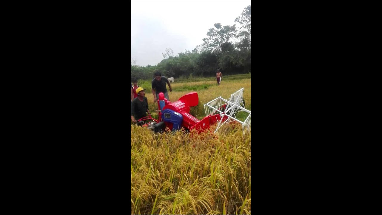 Philippines mini rice harvester - YouTube