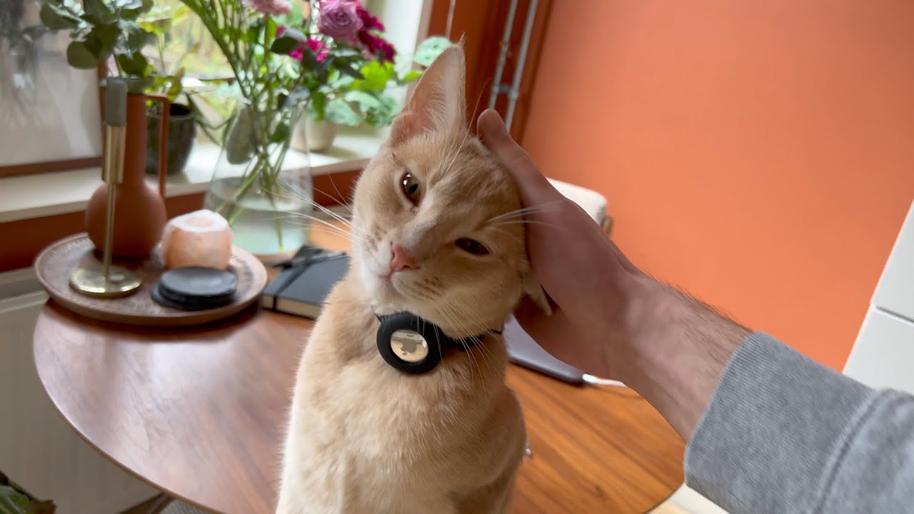 Precious boi asks hooman for pets in the cutest way (and gets rewarded ...