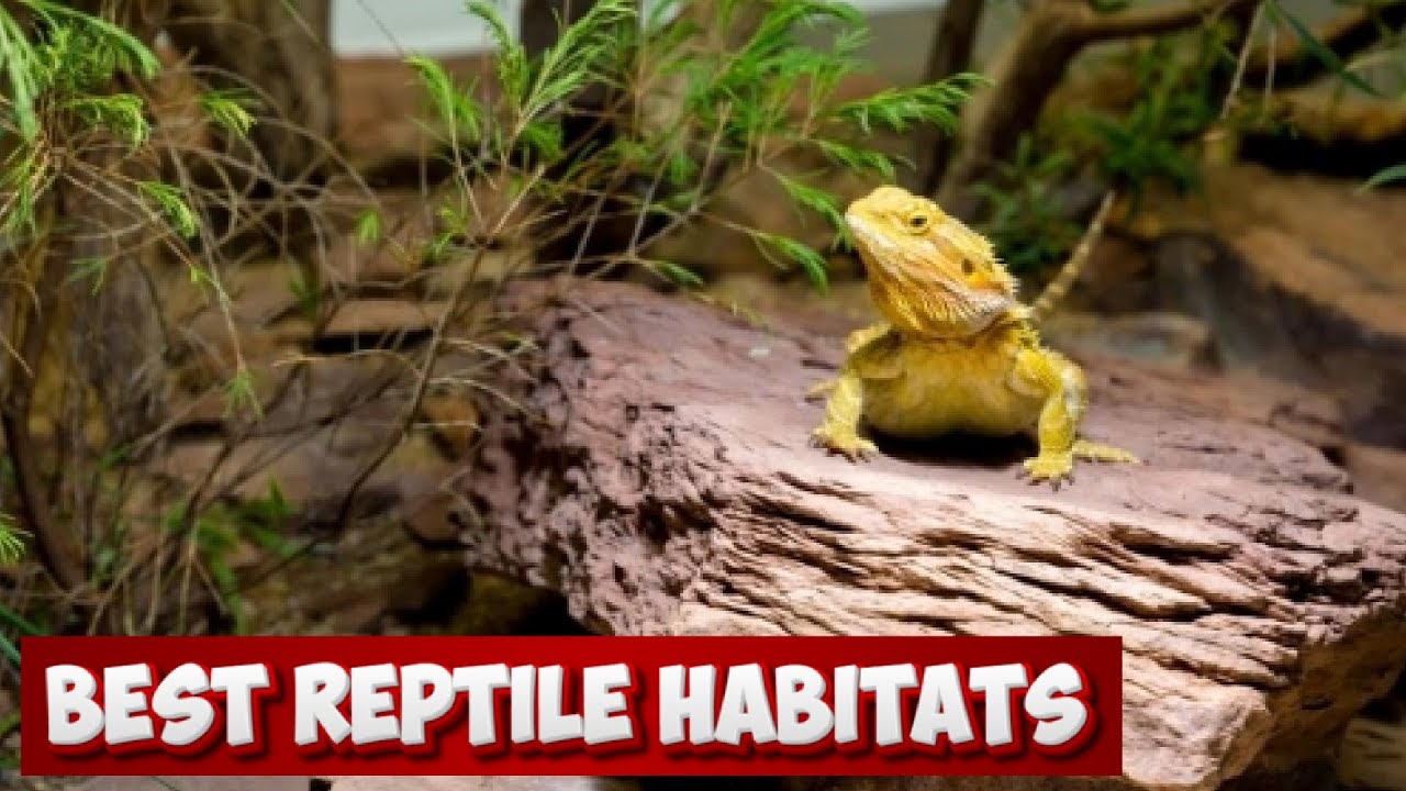 Creating the Perfect Home: Explore the Best Reptile Habitats for ...