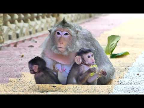 Really adorable Tiny Baby Monkey Bella and Meka Mama Berry and Mekala ...