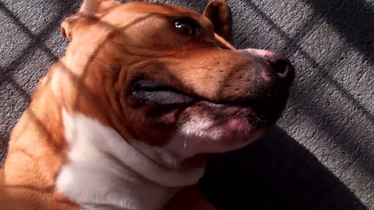 Meet VERN a Terrier Pit Bull currently available for adoption at ...