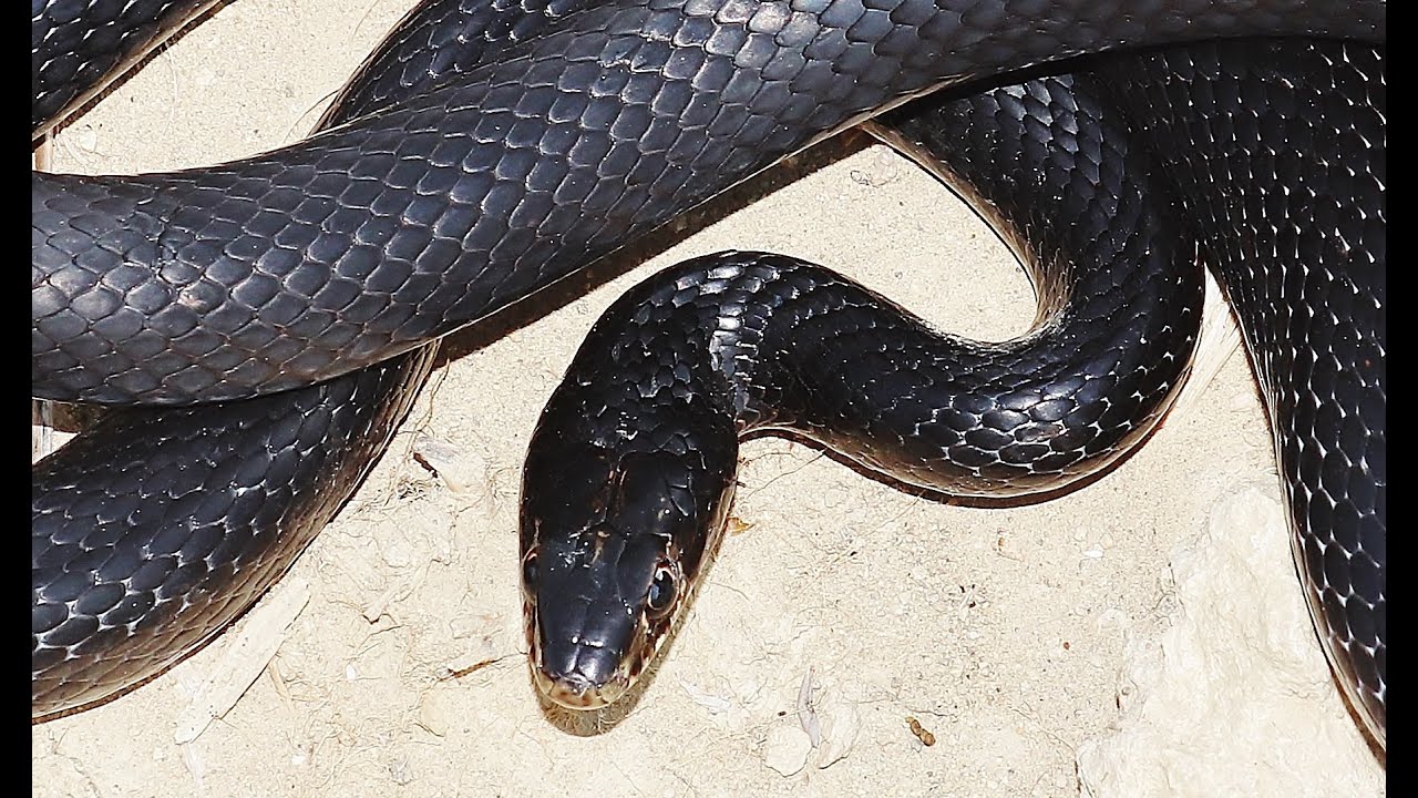 Black Whip Snake and Coin Snake Rescue and Releasing Back to the Wild ...