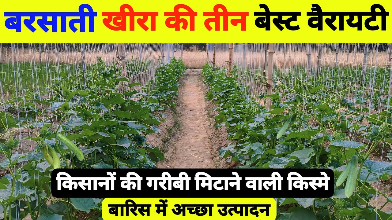 खीरा की टॉप वैराइटी। khira ki kheti।barsaat me khire ki kheti।kheera ki ...
